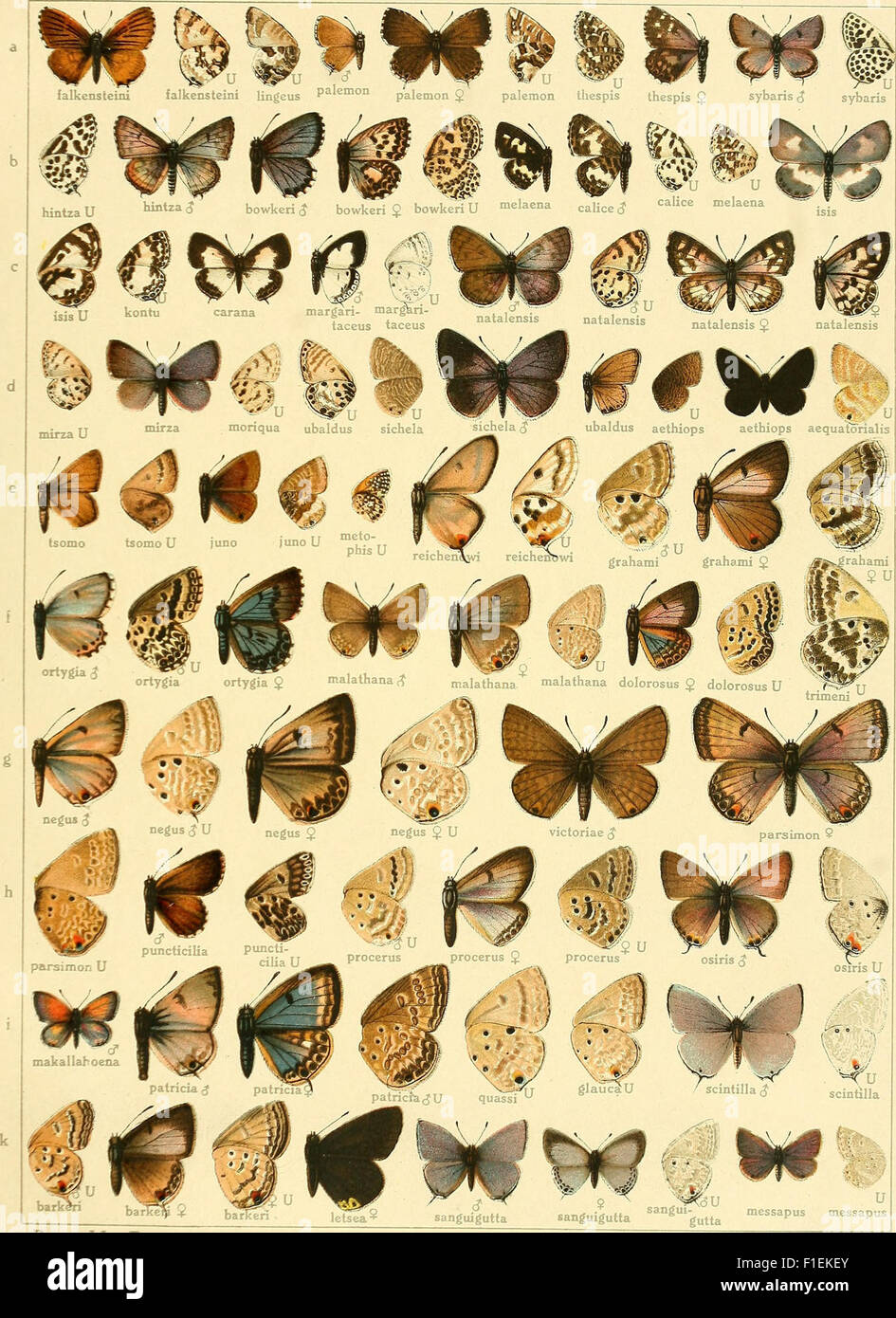 This work, 'Die Grossschmetterlinge der Erde', published in 1907, is a ...