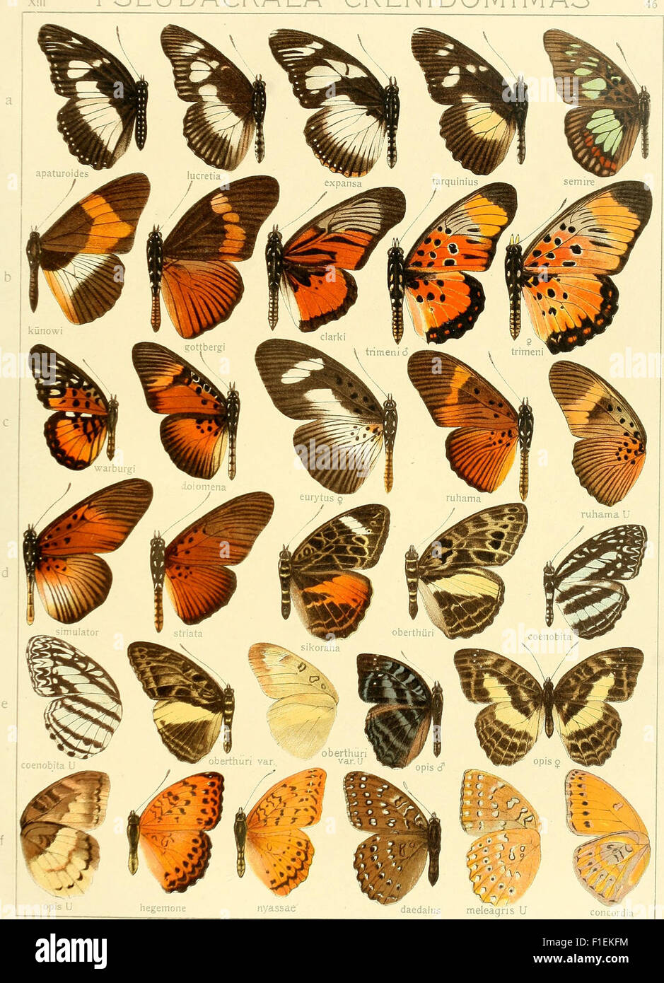 *Die Grossschmetterlinge der Erde* (1907) is a systematic study of the ...