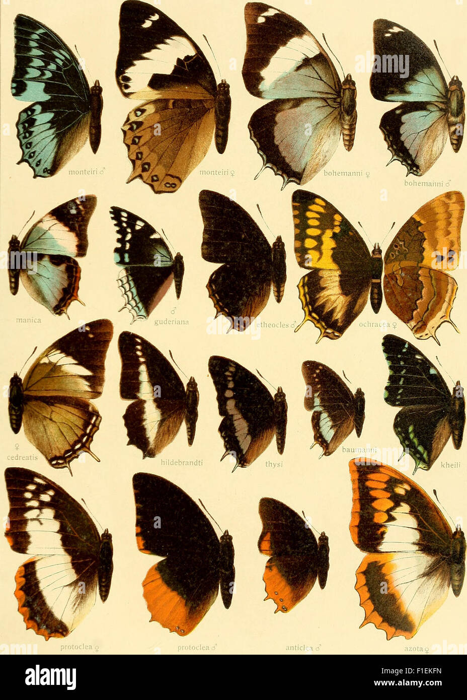 A 1907 German work detailing the taxonomy and classification of large ...