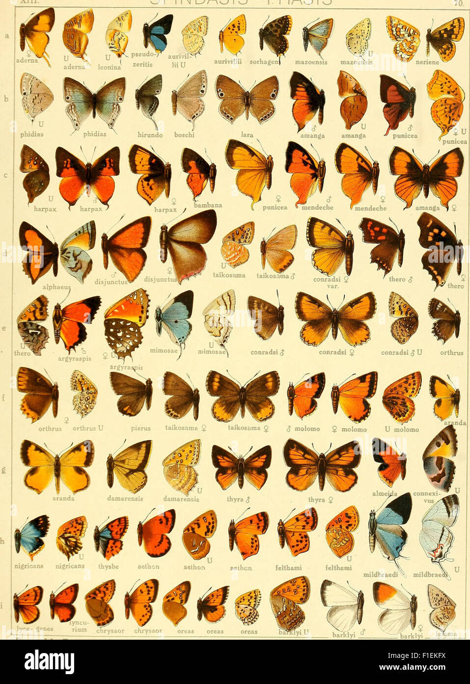 'Die Grossschmetterlinge der Erde' (1907) is a comprehensive study of ...