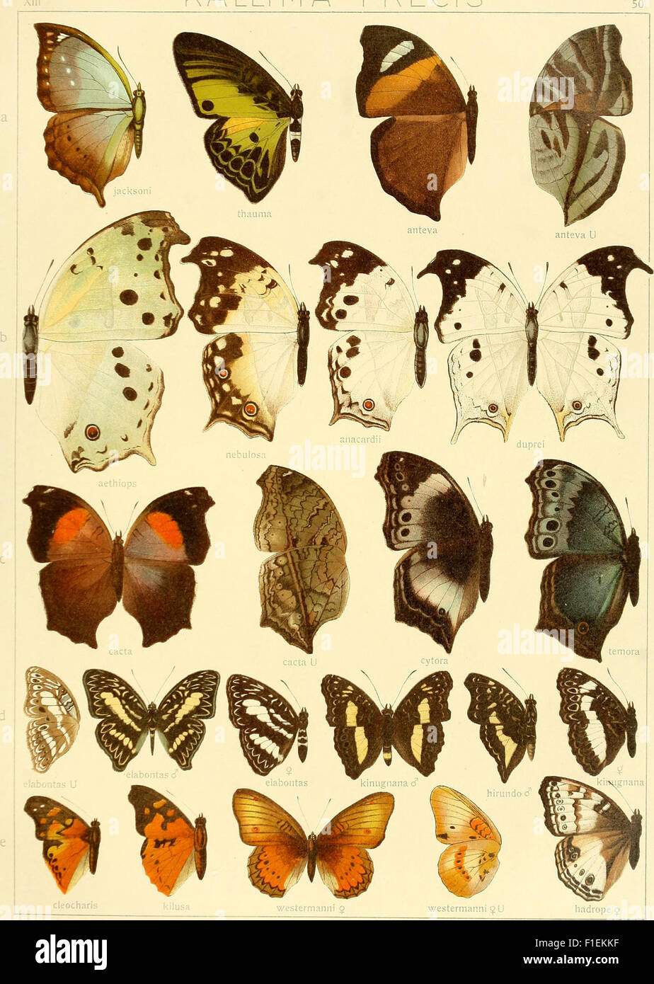 'Die Grossschmetterlinge der Erde' (The Giant Butterflies of the Earth ...