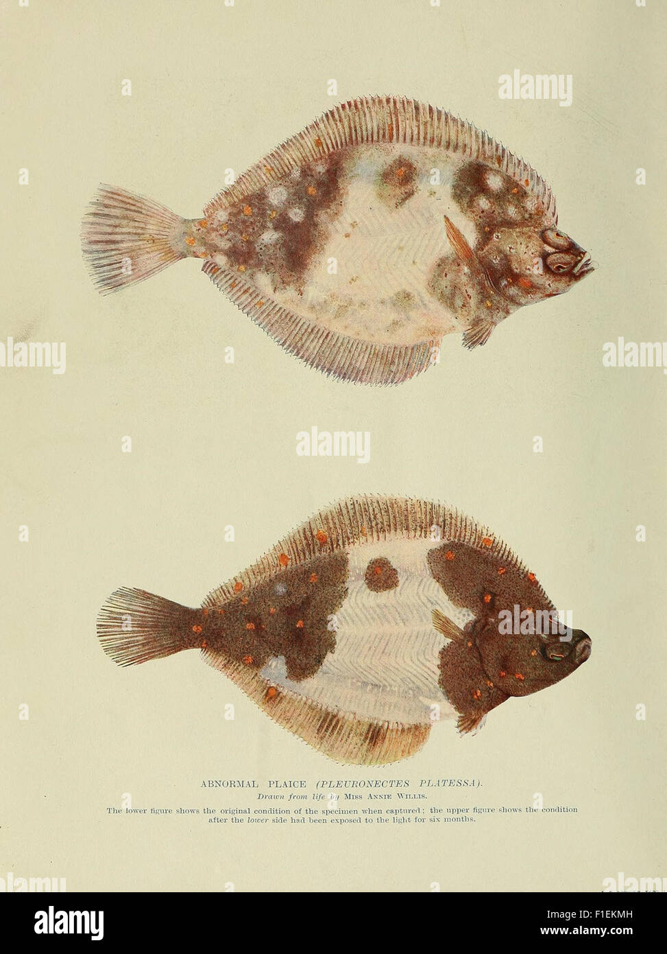 *Animal Life and the World of Nature* is an illustrated work detailing ...