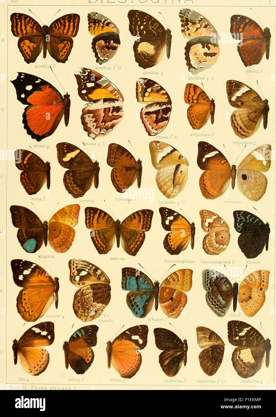 A 1907 systematic treatment of the large butterflies of the world. This ...