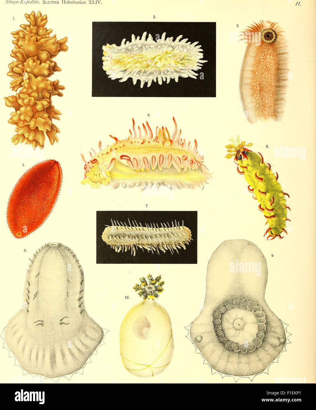 This vintage work from 1901 focuses on the Holothurians (sea cucumbers ...