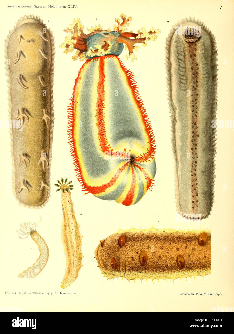 This 1901 work, 'Die Holothurien der Siboga-Expedition,' details the ...