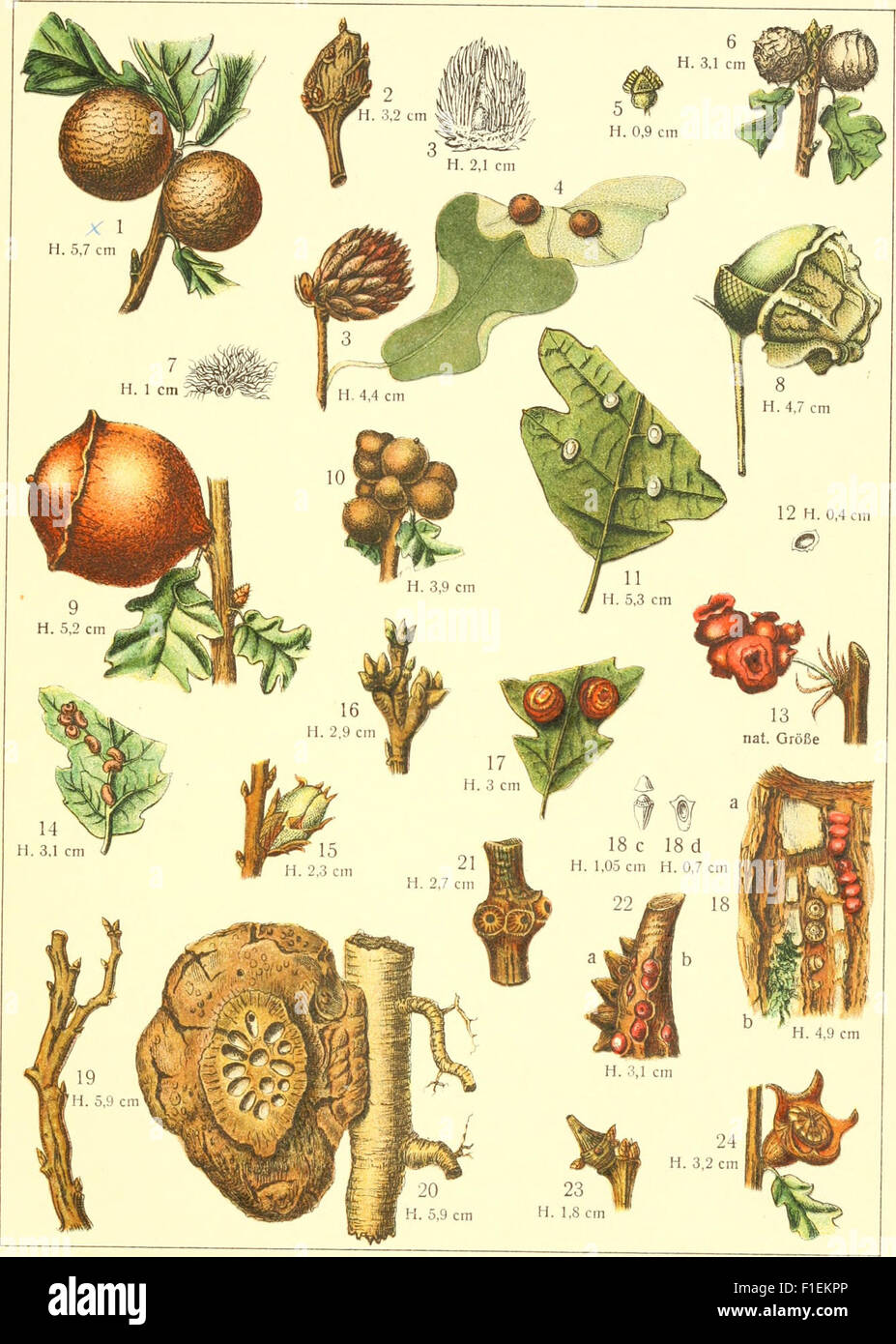 A detailed study and catalog of the insects of Central Europe, with a ...