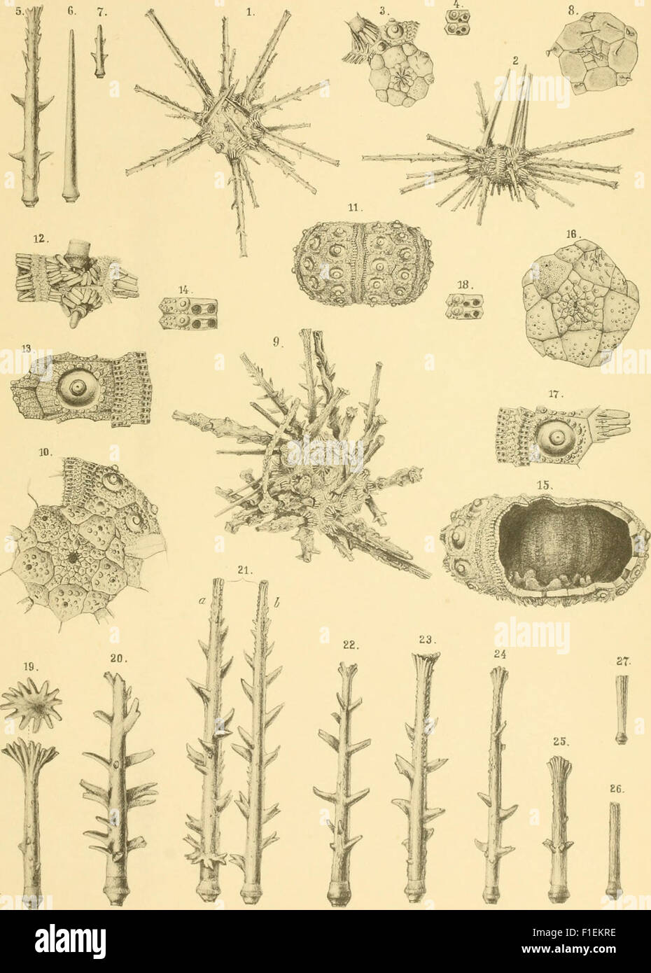 'Die Japanischen Seeigel' (1887) is a detailed study of Japanese sea ...