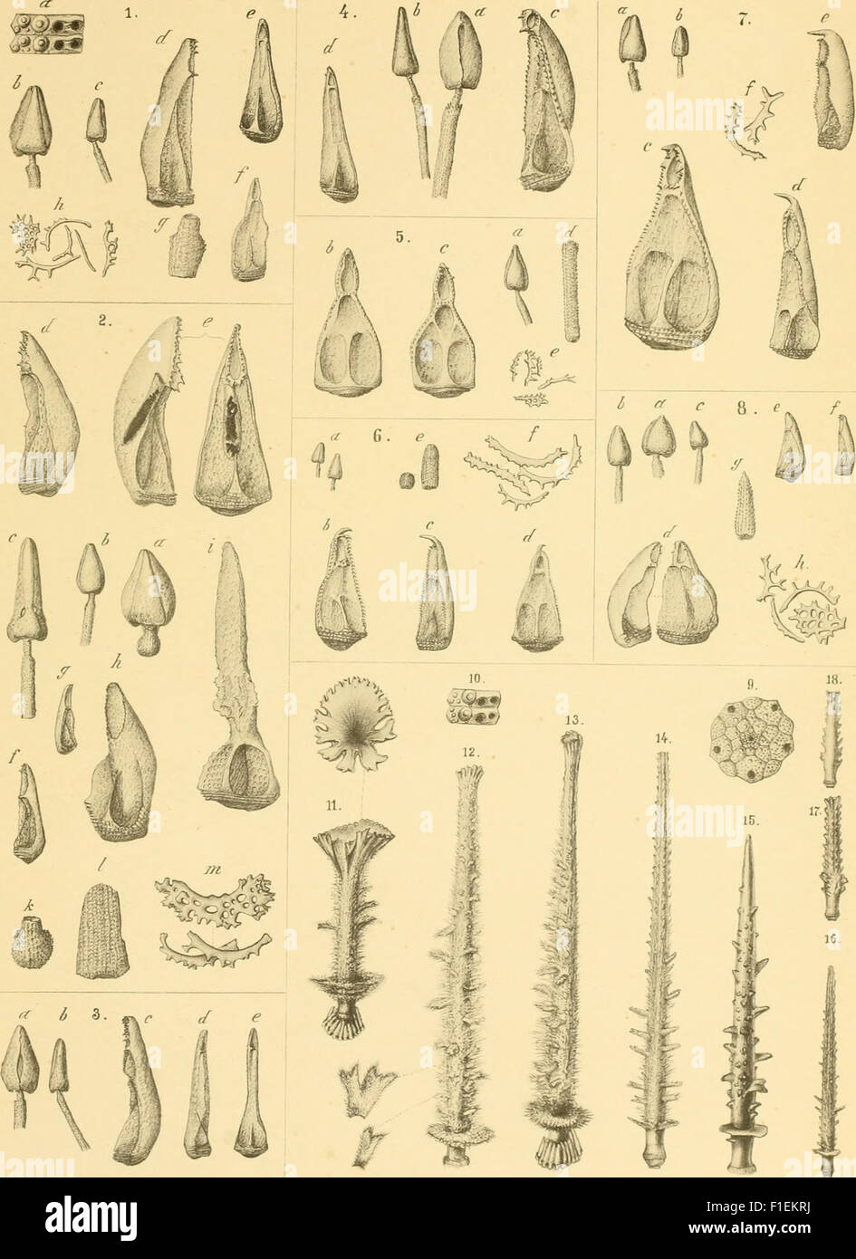 Die Japanischen Seeigel (1887 Stock Photo - Alamy