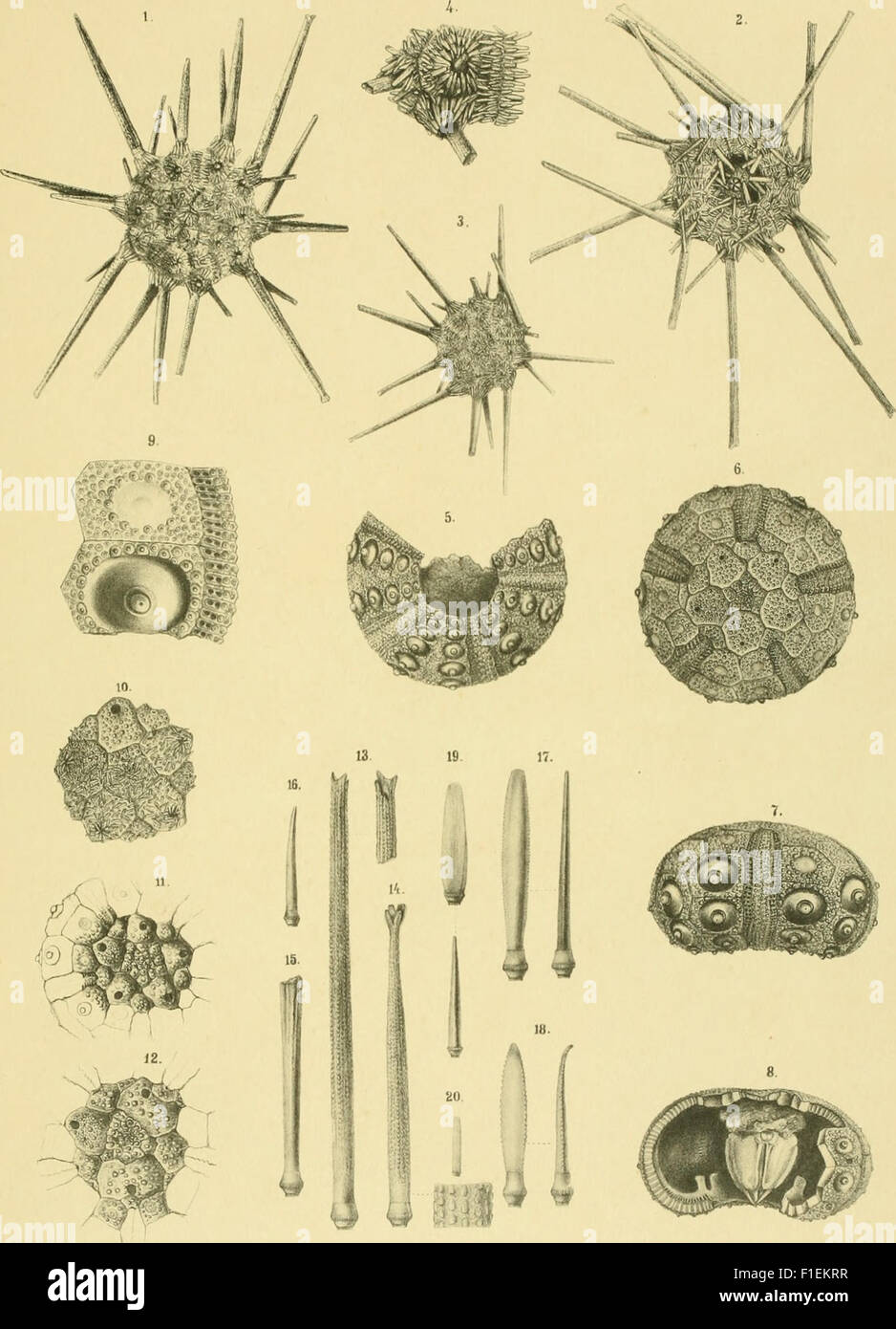 'Die Japanischen Seeigel' (1887) is a study of Japanese sea urchins ...