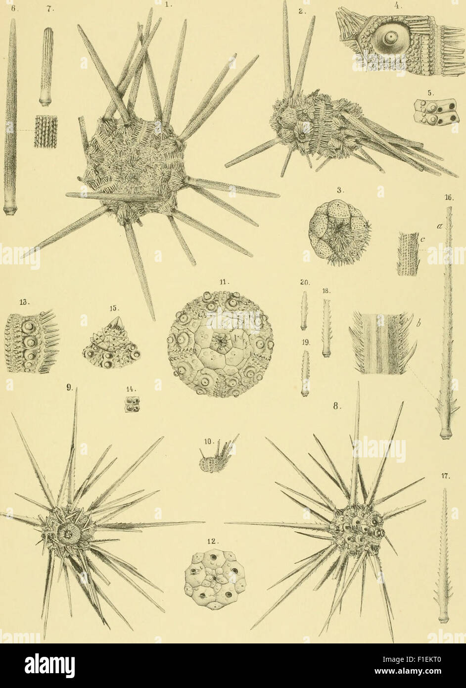 Die Japanischen Seeigel (1887 Stock Photo - Alamy