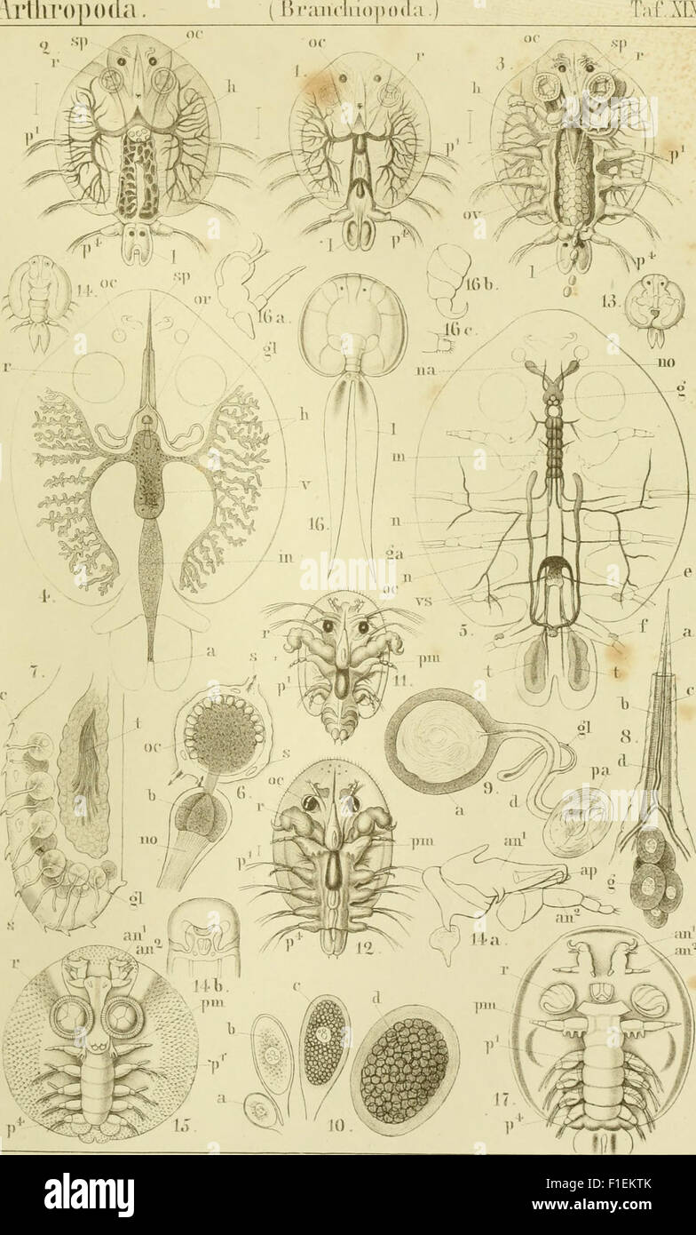This 1866 work provides detailed descriptions and illustrations of ...