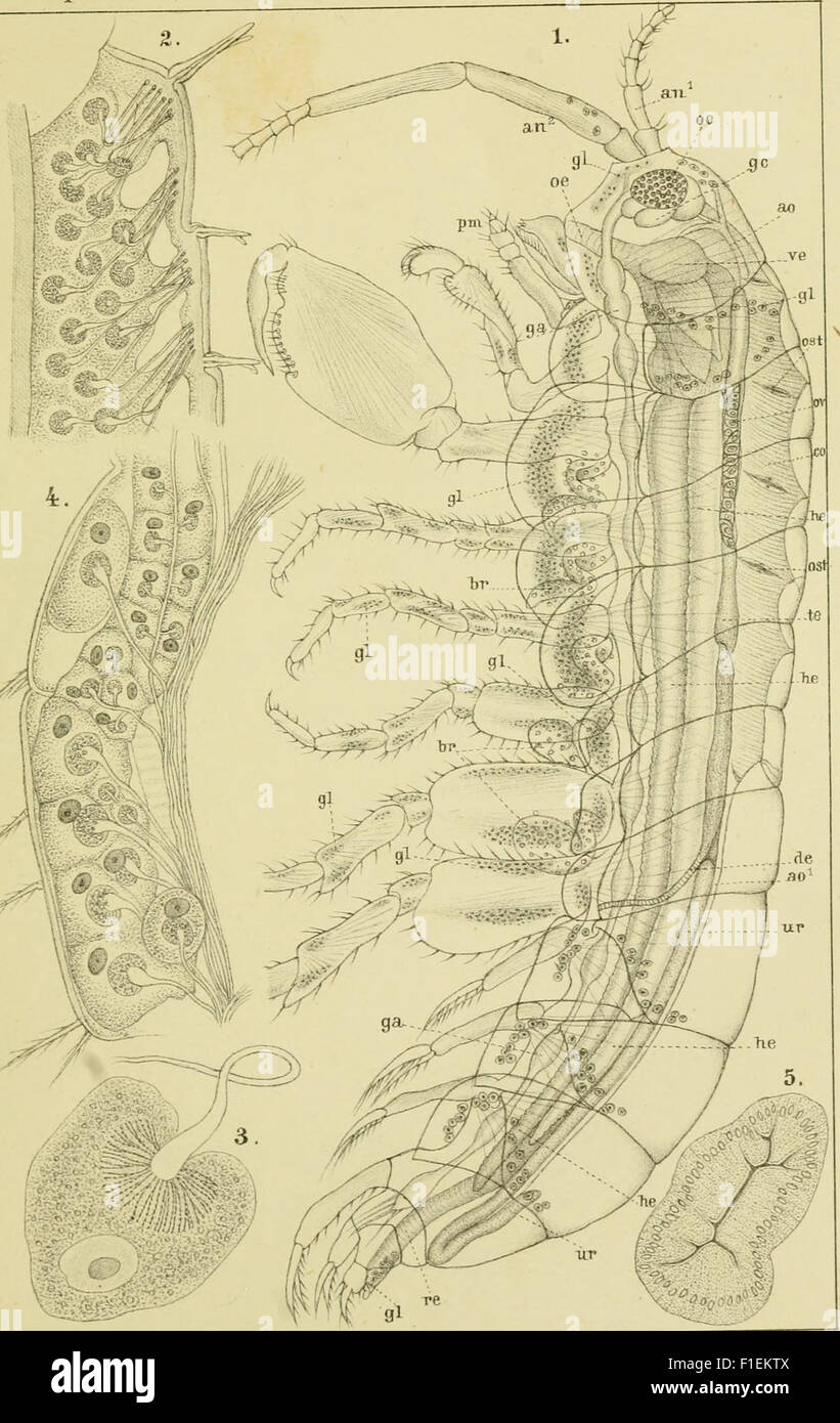 *Die Klassen und Ordnungen der Arthropoden* (1866) is a scientific work ...