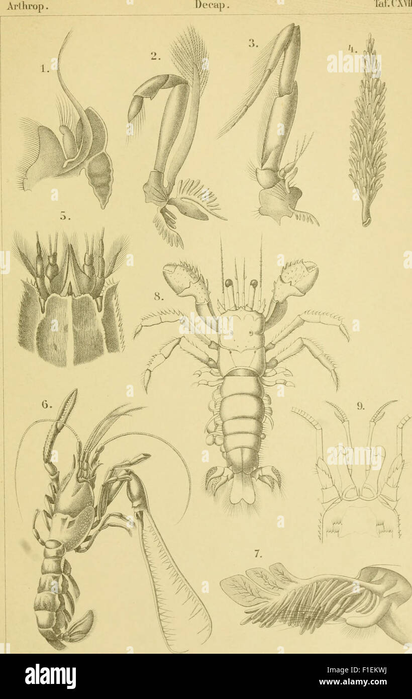 Identification arthropoda entomology classification arthropod hi-res ...