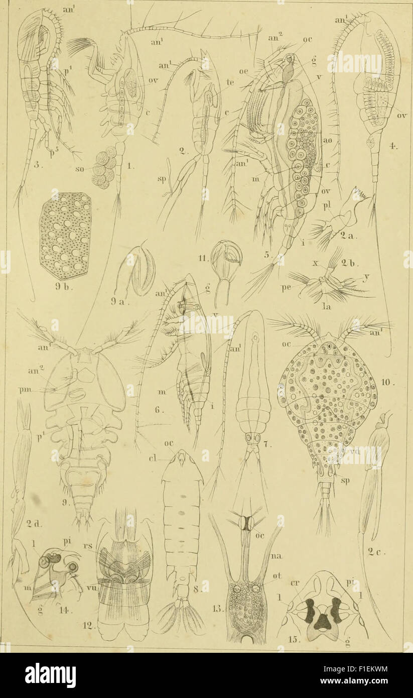 'Die Klassen und Ordnungen der Arthropoden' (1866) is a scientific work ...