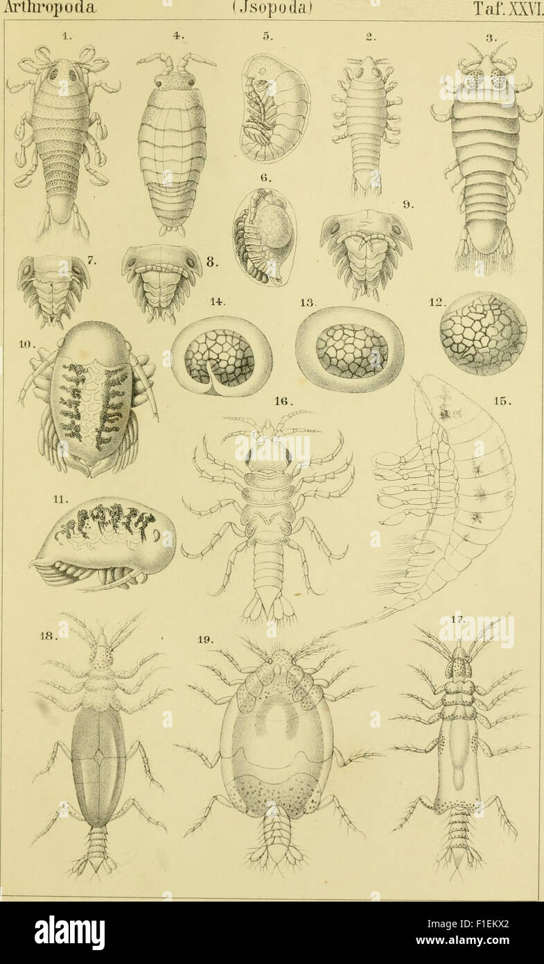 This 1866 work presents a scientific classification of arthropods ...