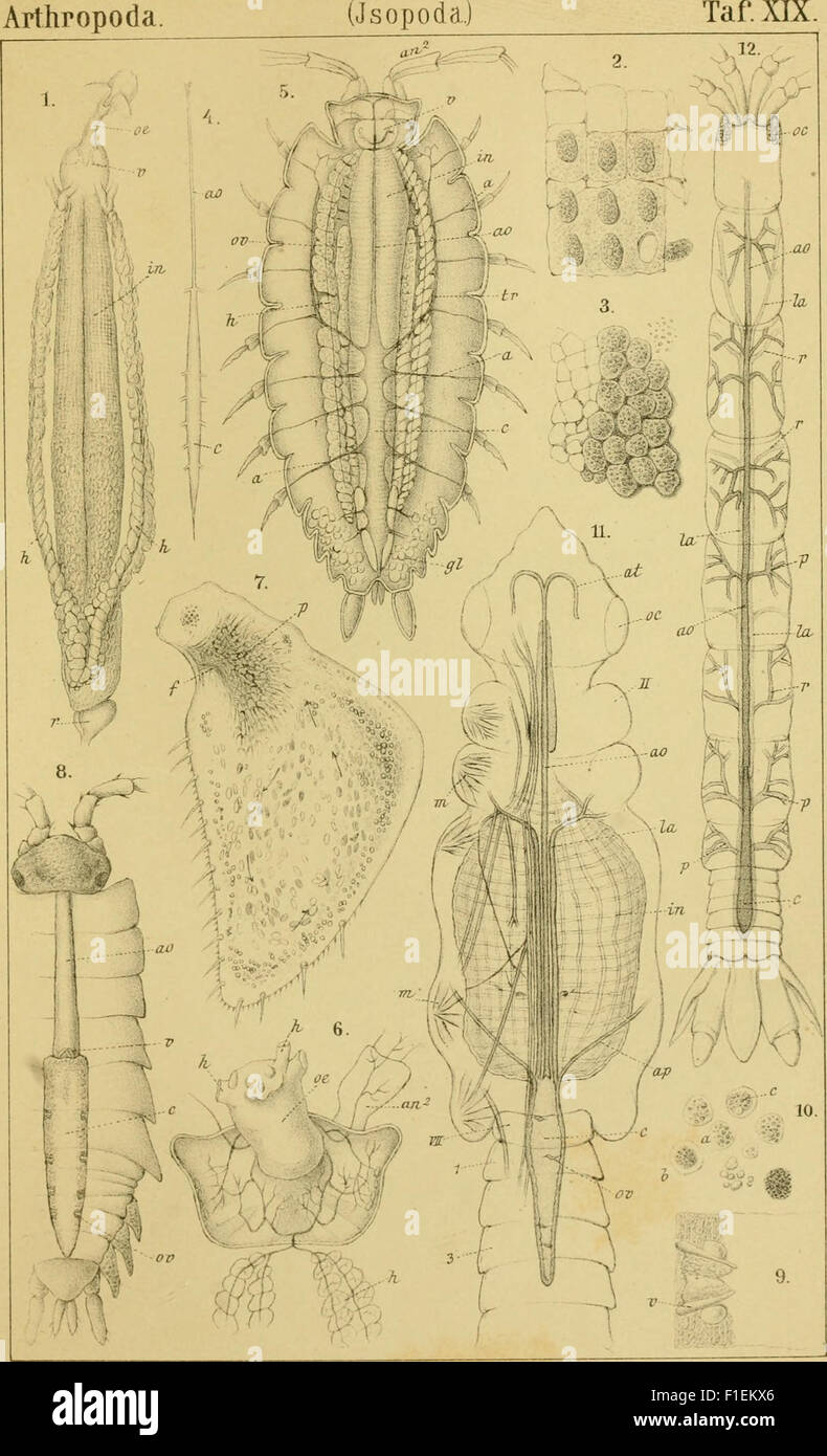 This 1866 work presents the scientific classification and order of arthropods, offering detailed ...