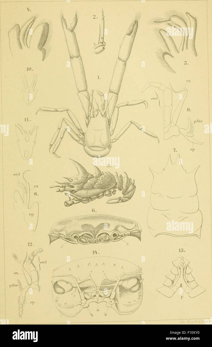 This 1866 work provides a scientific classification of arthropods ...