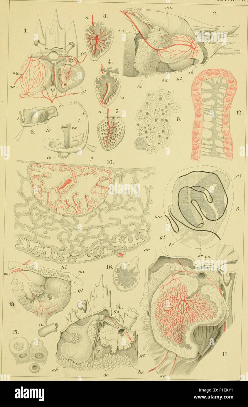 A scientific classification of arthropods from 1866, detailing various ...