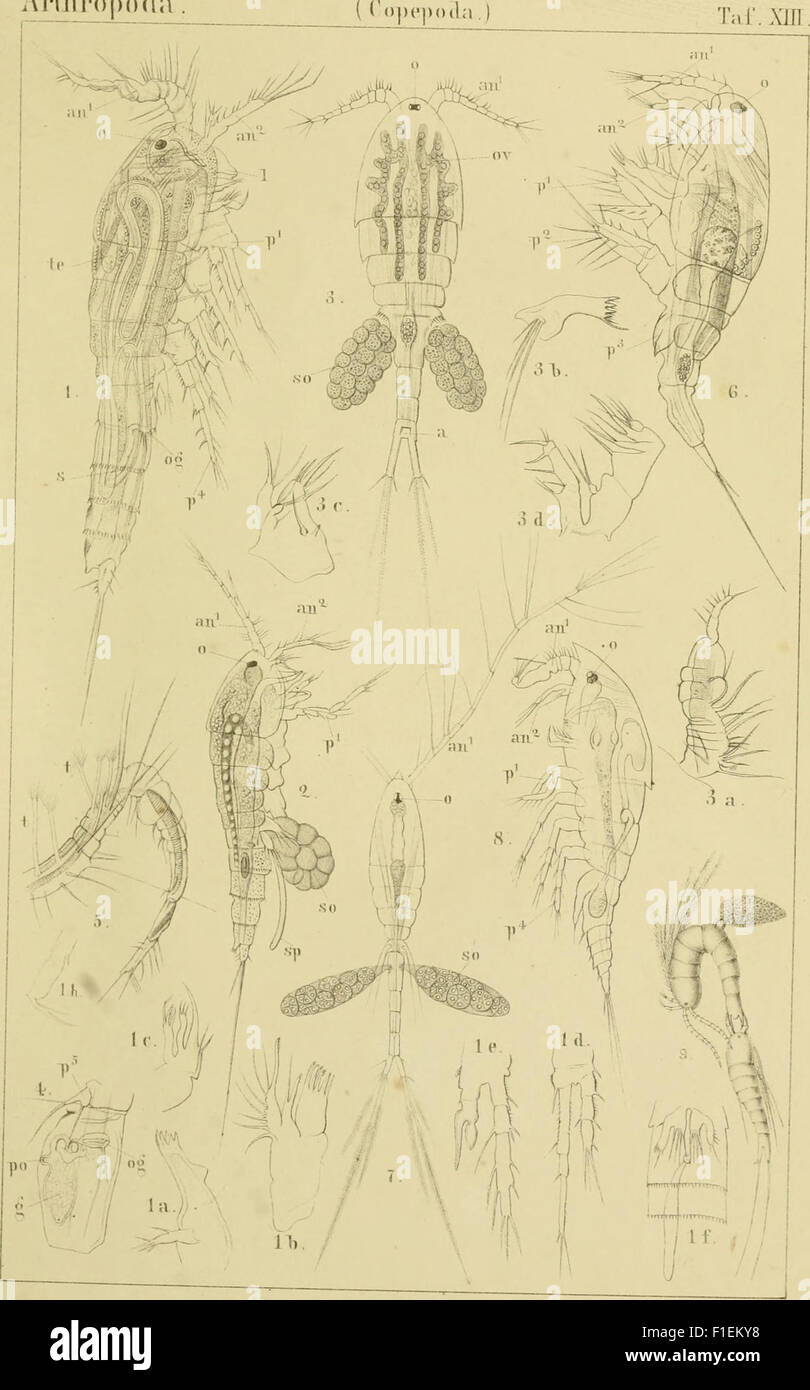 This 1866 work presents a scientific classification of arthropods ...