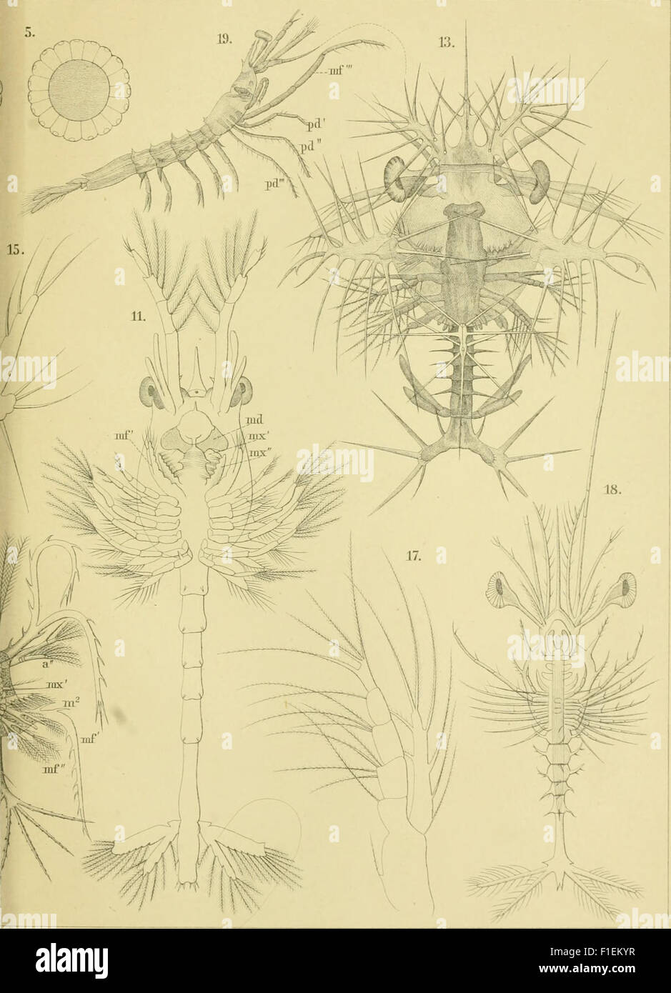 Die Klassen und Ordnungen der Arthropoden - wissenschaftlich ...