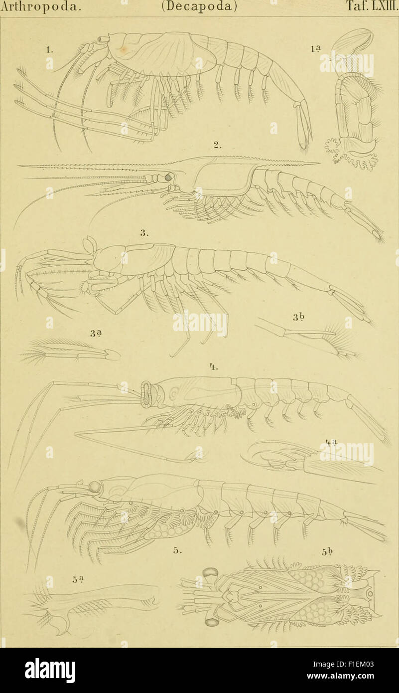This 1866 work scientifically presents the classes and orders of ...