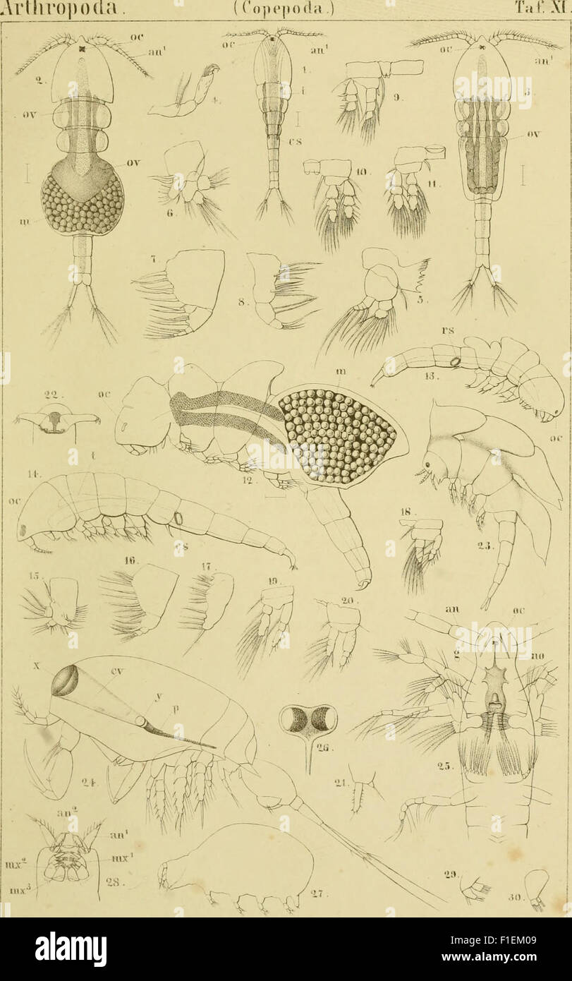 This 1866 work scientifically describes and classifies arthropods ...