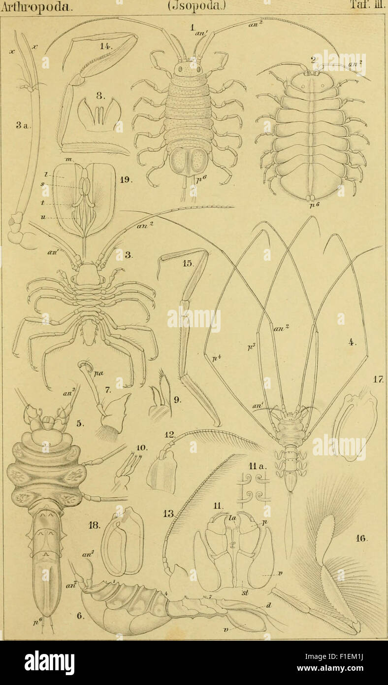 This 1866 Work Provides A Scientific Classification Of Arthropods Including Detailed