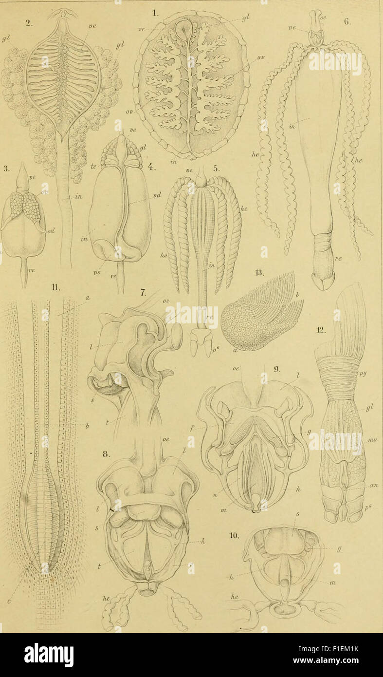 Detailed drawings of various arthropods hi-res stock photography and ...