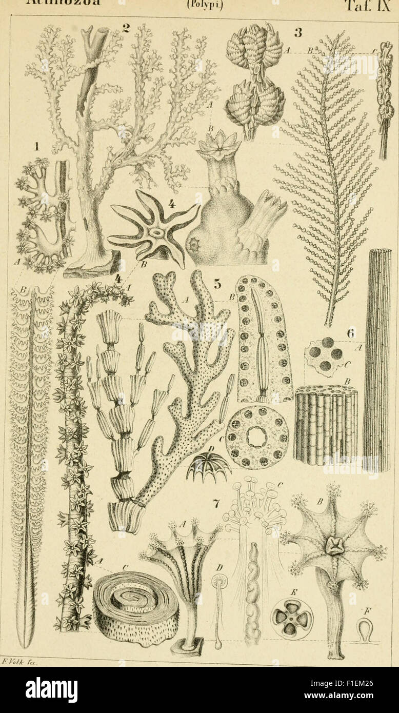 This 1860 work focuses on Actinozoa (radiate animals) and their ...