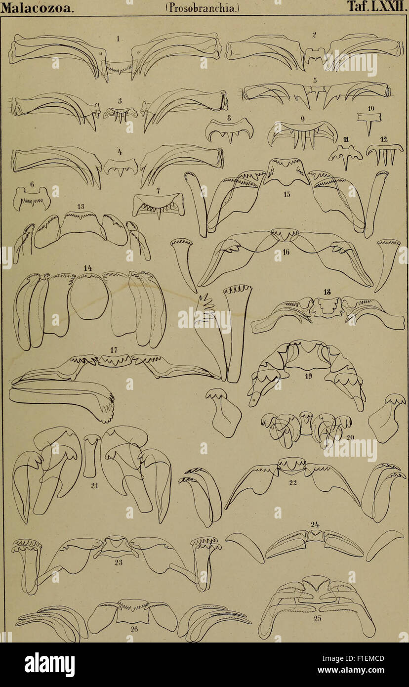 This 1862 work offers a scientific classification of soft-bodied ...