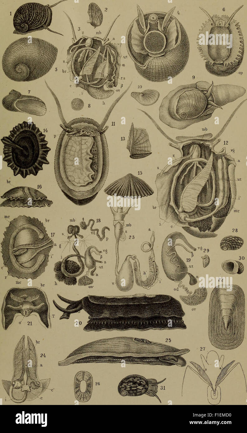 *Die Klassen und Ordnungen der Weichthiere* (1862) presents a ...