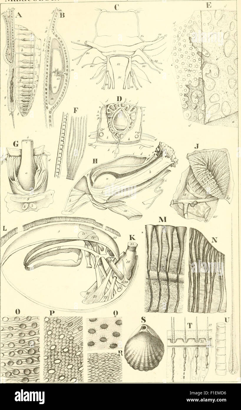 A 1862 scientific work on the classification and orders of mollusks ...