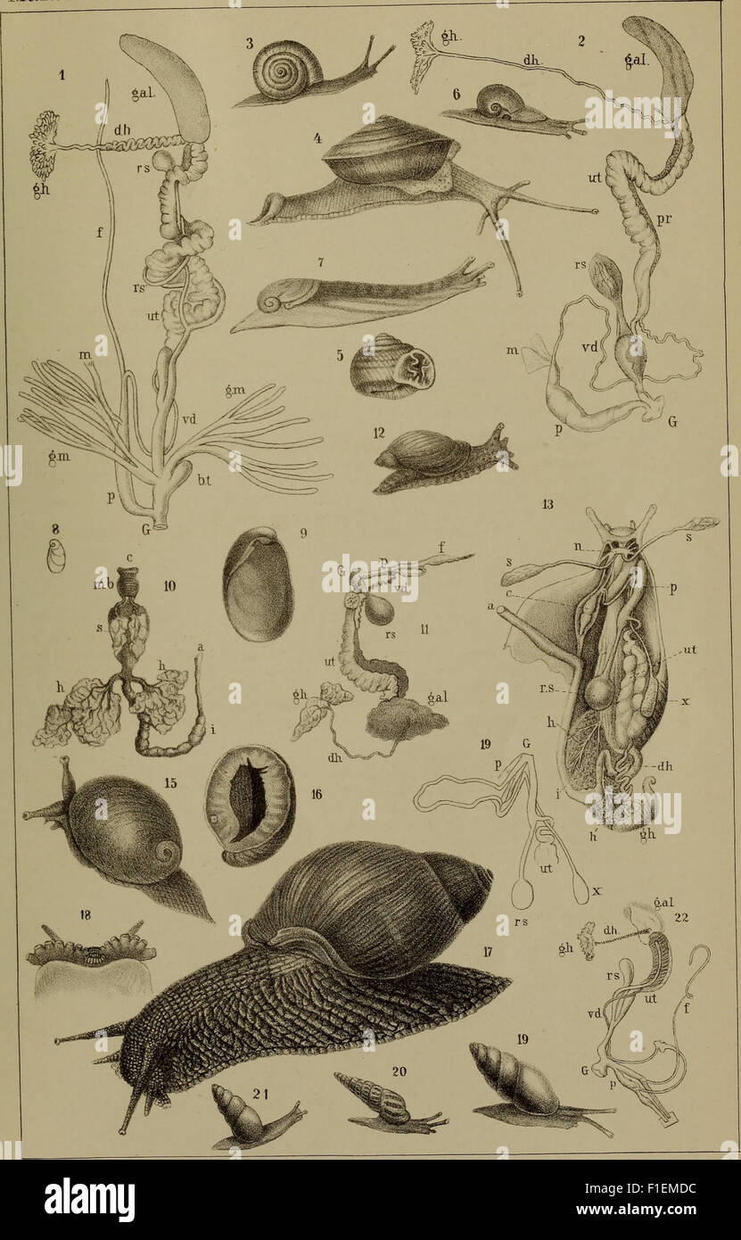 This 1862 work provides a scientific study of the classes and orders of ...