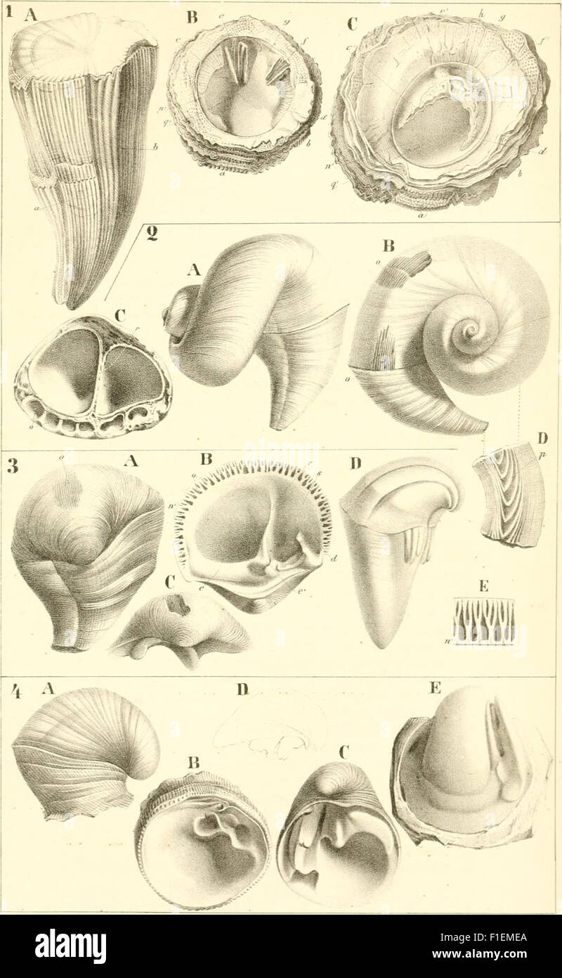 This 1862 work presents the classification and scientific descriptions ...