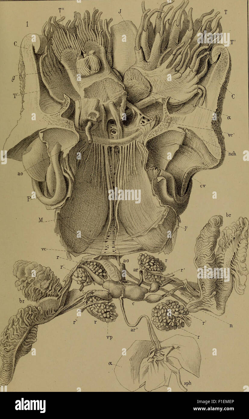 This 1862 illustration from the book *Die Klassen und Ordnungen der ...