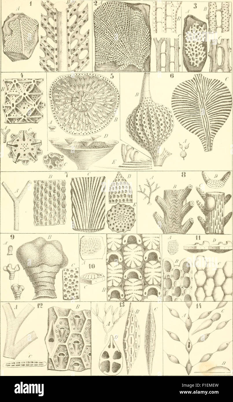 This 1862 work presents a scientific analysis of malacozoology ...