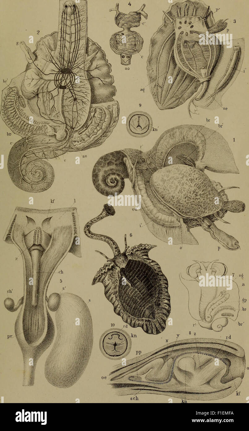 This 1862 work presents a scientific classification and detailed ...