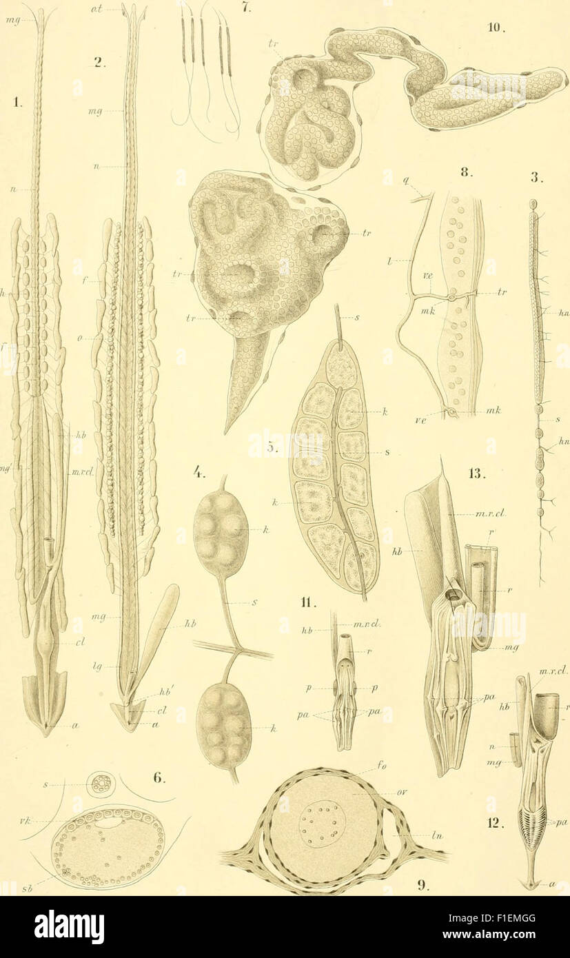 This multi-volume work, published between 1873 and 1878, presents the ...