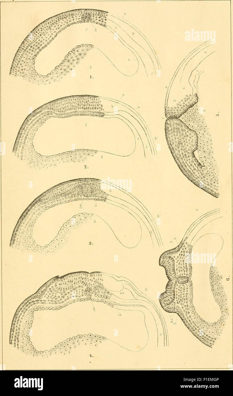 This work provides a scientific classification of animals, exploring ...
