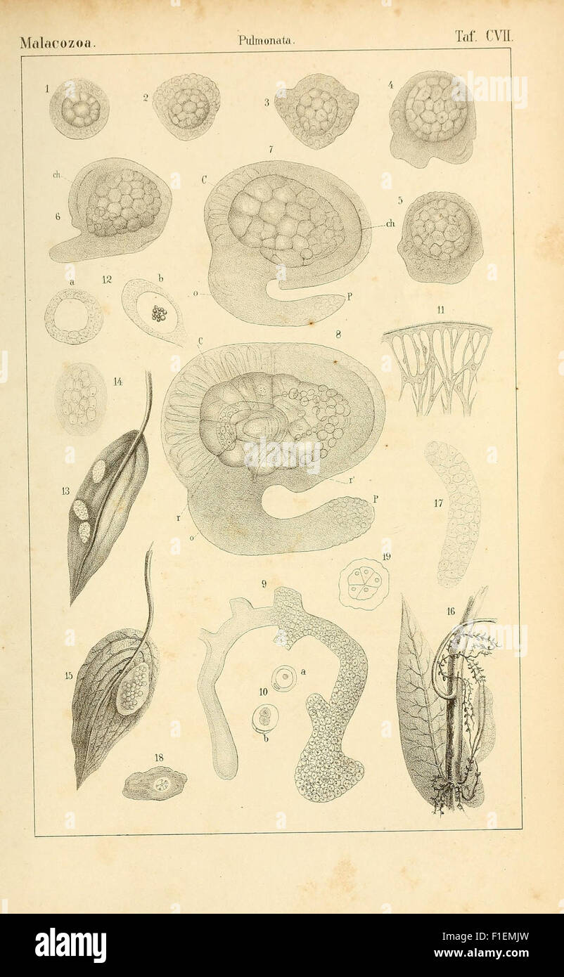 A vintage 19th-century book depicting the classification of animals ...