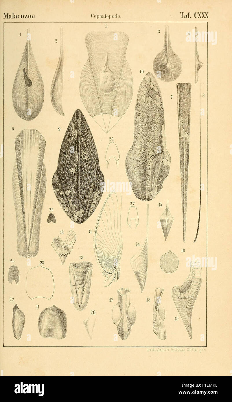This work details the classification of animal species, specifically ...