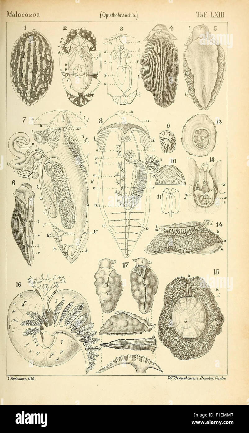 This work focuses on the classification and orders of the animal ...