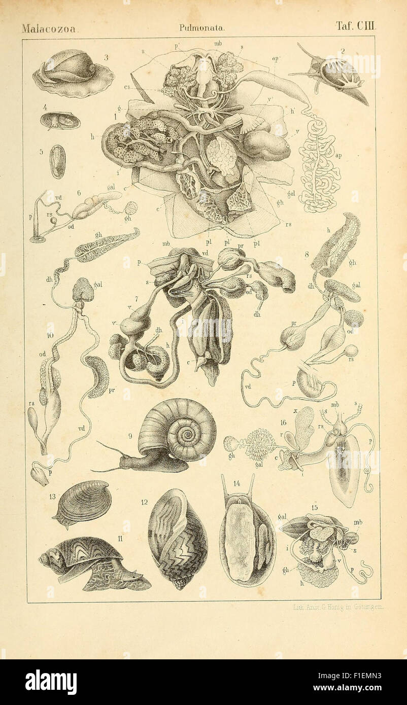 This zoological work categorizes the classes and orders of the animal ...
