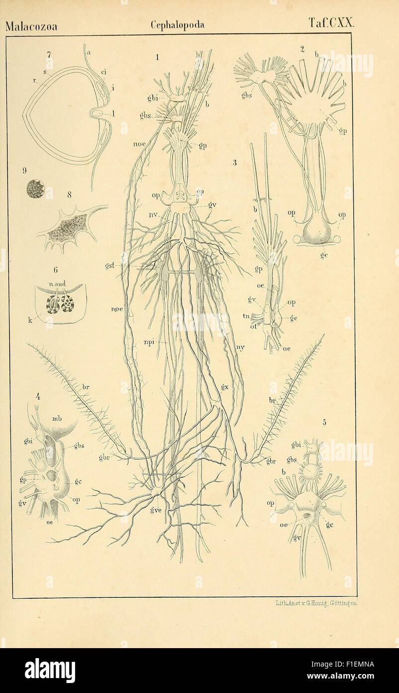 This German work outlines the classification of animals, providing a ...