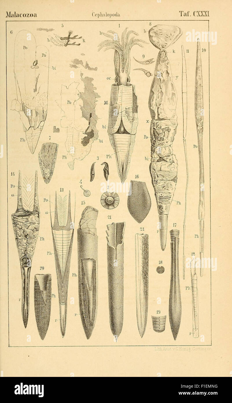 A systematic classification of animal species into their respective ...
