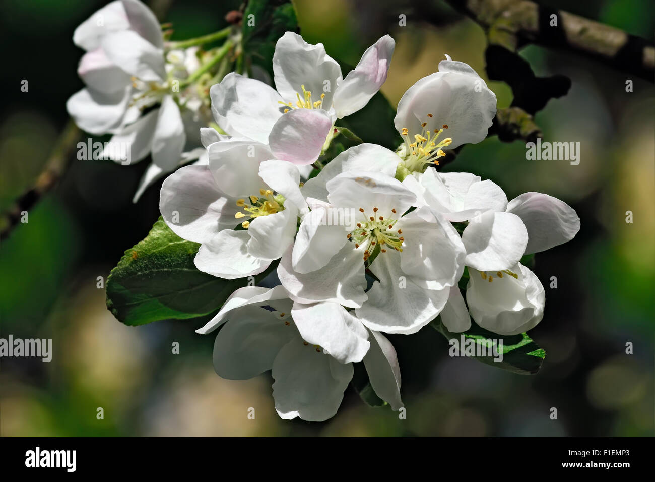 Spring. Apple tree in blossom Stock Photo - Alamy