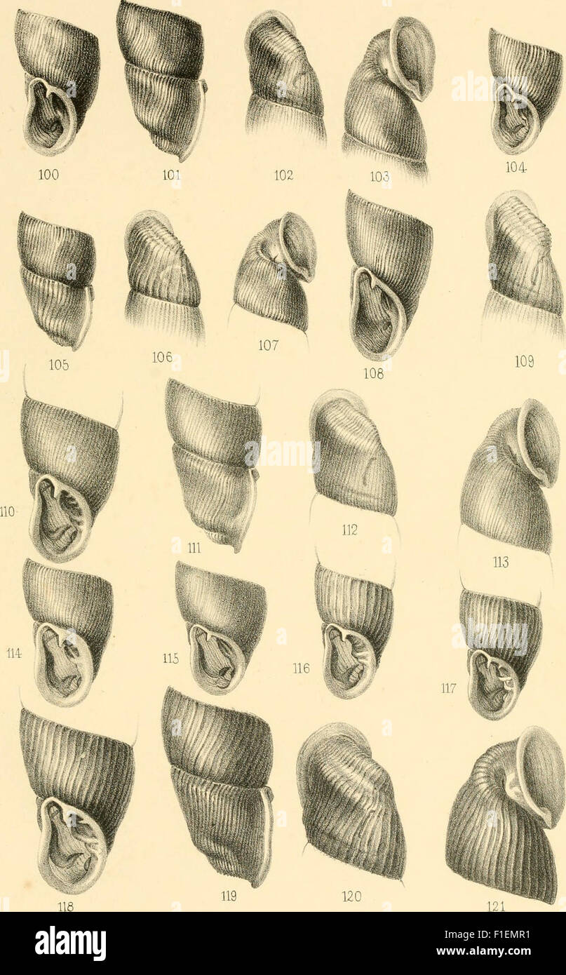 A 19th-century study on the critical groups of European lice, providing ...