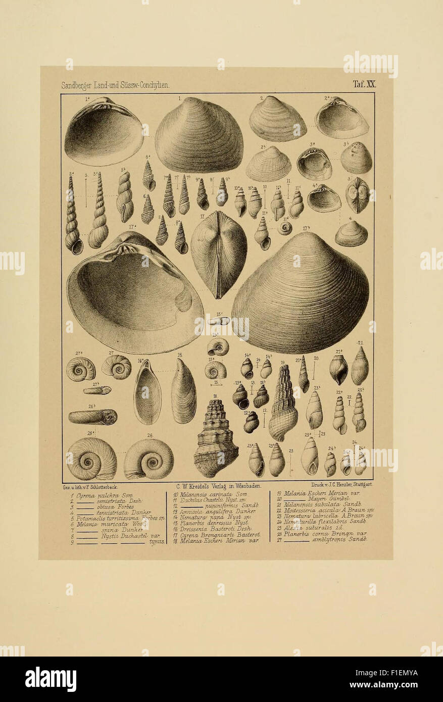 This work details fossilized freshwater and land mollusks, presenting ...