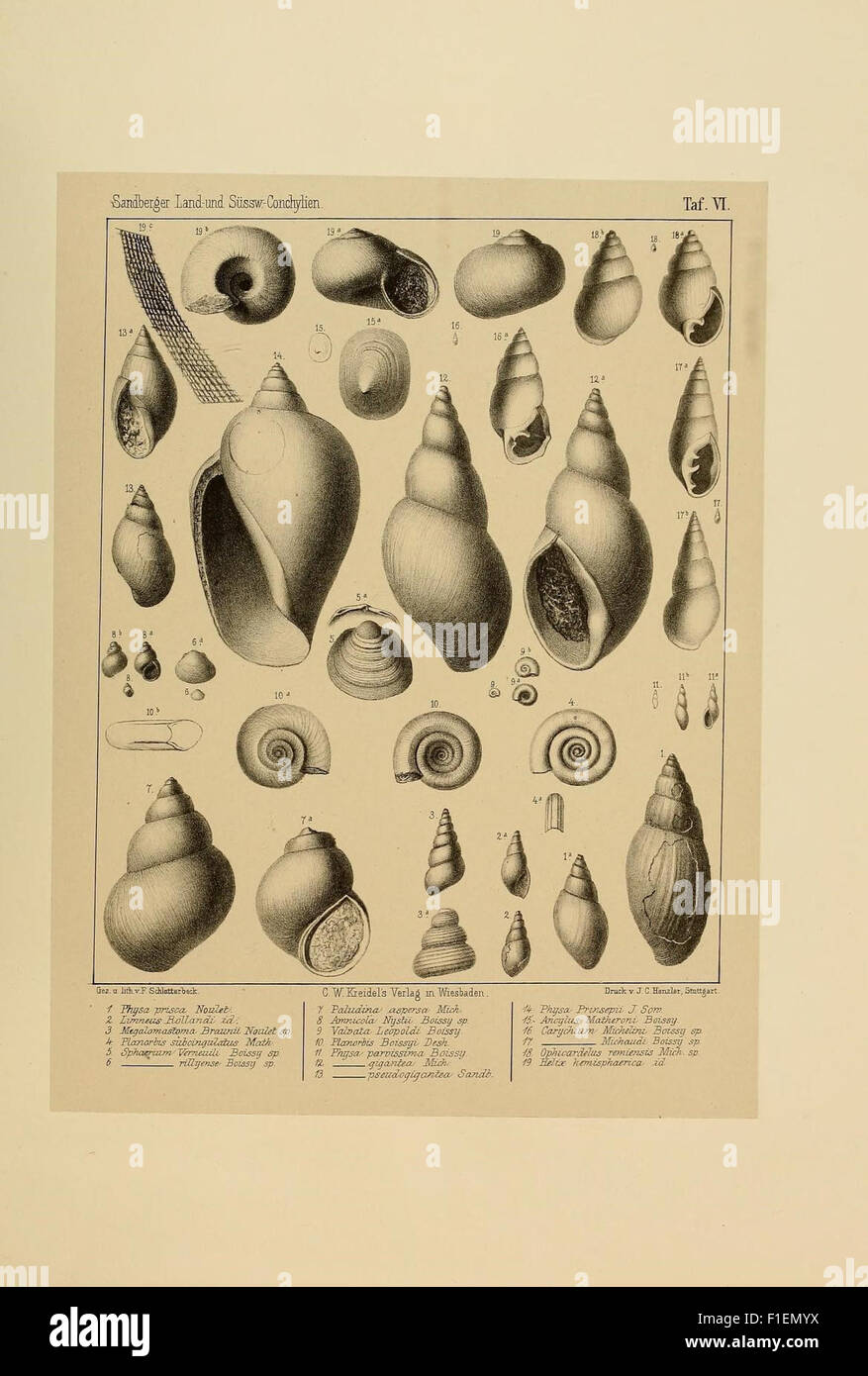 A study of the fossilized land and freshwater mollusks of the ...