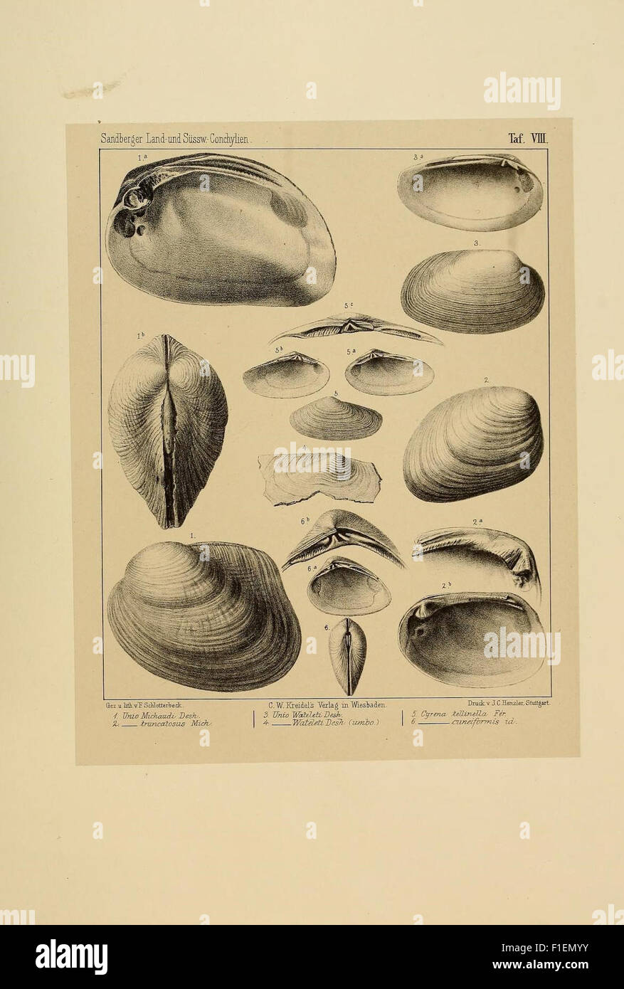 A historical work detailing the land and freshwater mollusks from ...